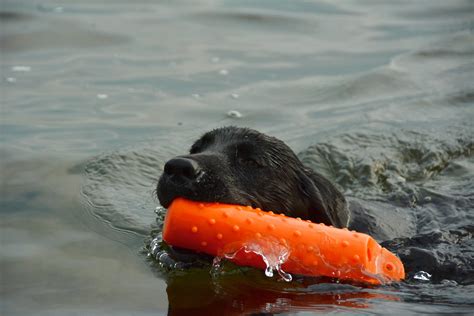 Acute Caudal Myopathy Limber Tail Northern Veterinary Clinic
