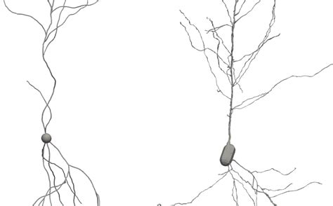innovative brain simulation enhances understanding of neuron formation