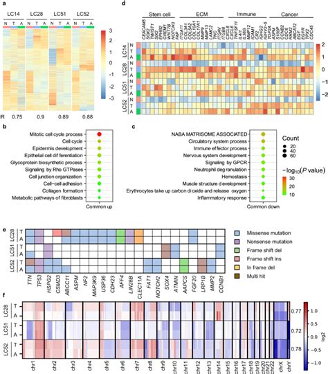 A Patient Specific Lung Cancer Assembloid Model With Heterogeneous