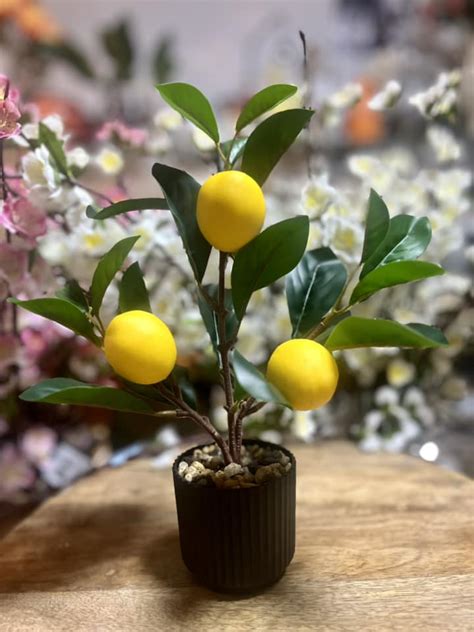 Panjara ფანჯარა 🍋ხელოვნური ლიმნის ხე 🍋ზომა 17 27 სმ 🍋ფასი 29 00 ლარი ბრენდი Everlands
