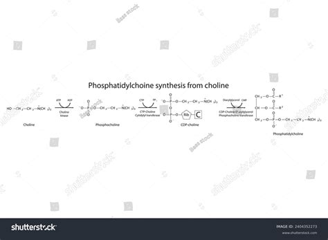 Schematic Molecular Diagram Phosphatidylchoine Synthesis Choline Stock Vector Royalty Free