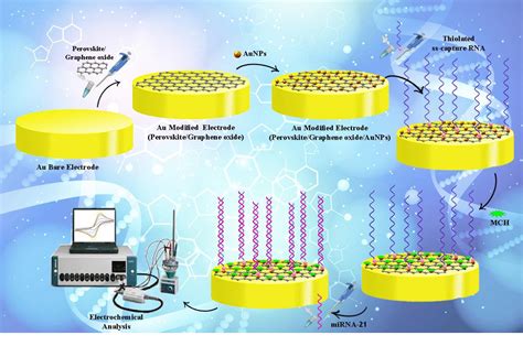 Figure 1 From An Ultrasensitive Mirna Based Genosensor For Detection Of Microrna 21 In Gastric