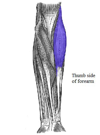 Brachioradialis Muscle Function Nerve And Diagram