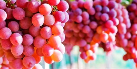 Uvas Red Globe Llegan A Colombia Gracias A Productores De Moquegua