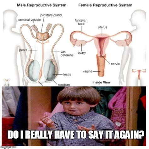 Human Physiology Memes 36 Physiology And Anatomy Jokes Ideas Science