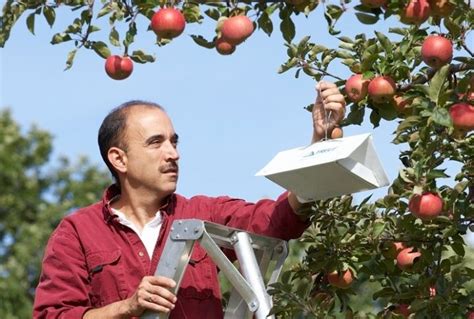 October At Applewood Harvesting Apples And Managing House Pests Ruth