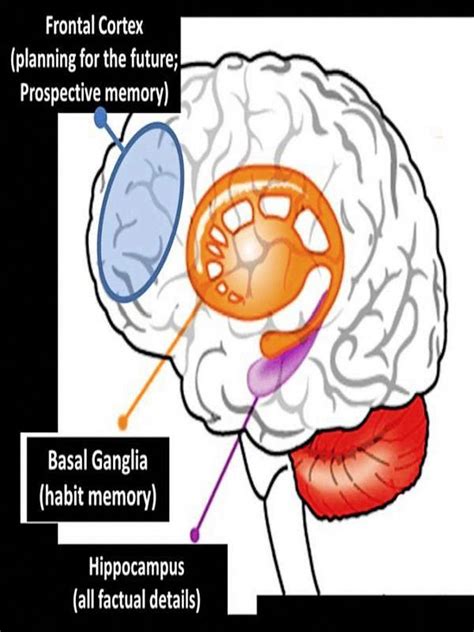 What Does The Basal Ganglia Do For Memory Mapametawan