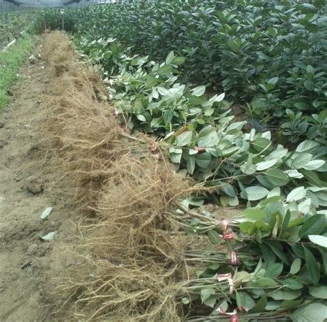 16년도 아로니아 아로니아생과 블랙초크베리 생과 품질좋은 열매 구입하는 팁