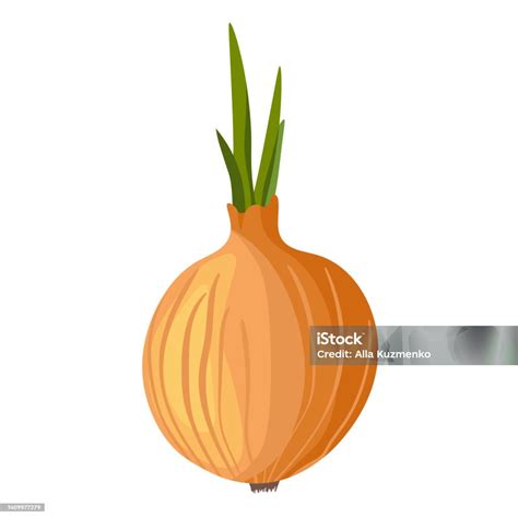 흰 배경에 고립 된 쓴 황금 양파 여름 농장 디자인 요소 양파의 자연적인 신선한 밝은 무리 포장 카드 및 기타 디자인을위한 템플릿 벡터 일러스트레이션 식품 에코 개념 양파에