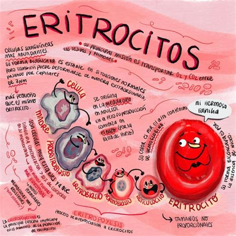 Pin de Danae Salud en MEDbabe en 2024 Anatomía médica Cosas de enfermeria Estudiante de