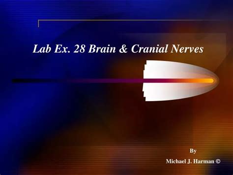 Ppt Lab Ex Brain Cranial Nerves Powerpoint Presentation Id