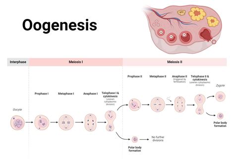 Egg Cell Structure Types Functions And Oogenesis