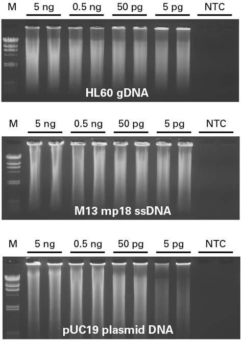 Phi29 Dna Polymerase