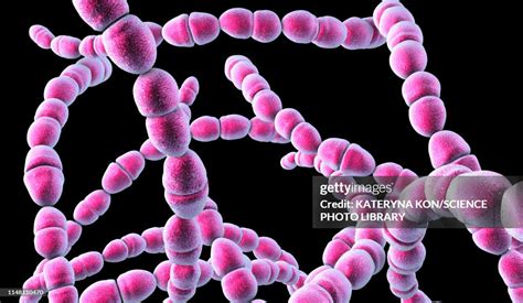 Streptococcus Thermophilus Bacteria Illustration High Res Vector Graphic Getty Images