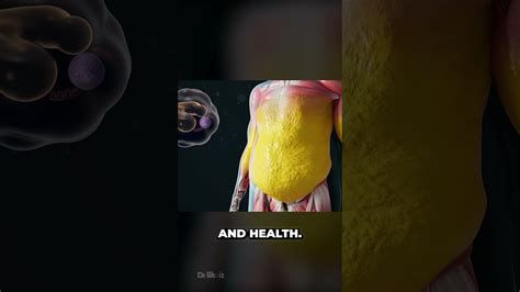 How Does Your Body Burn Fat The Process Of Weight Loss Weightblink