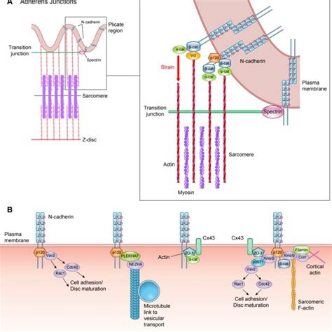 Adherens Junction Components And Their Structural A Signal Download Scientific Diagram