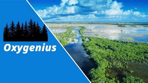 Oxygenius Intel Devmesh Priyal Gupta 09112023