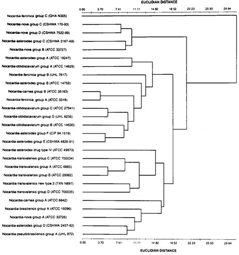 dendrogram representing phylogenetic clustering of isolates of the n