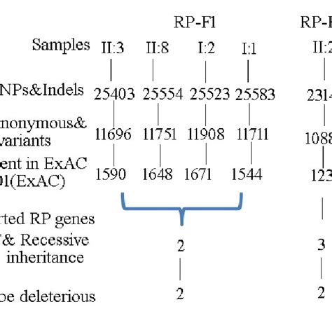 Pipeline Of Mutation Screening For Whole Exome Sequencing Wes Data Download Scientific Diagram
