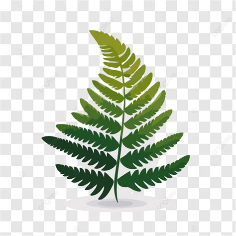 녹색 고사리 잎 스톡 벡터 일러스트 레이 션 고사리 잎의 클립 아트 흰색 바탕에 고사리의 단순한 다채로운 아이콘 Png 일러스트 및 벡터 에 대한 무료 다운로드
