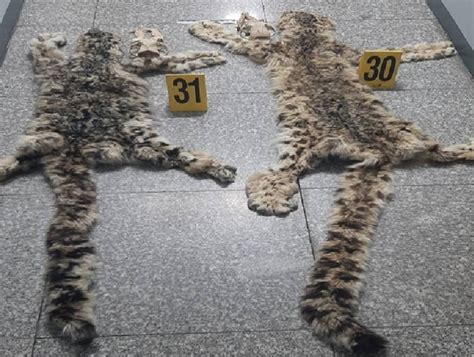 Нэн ховордсон цоохор ирвэсний арьс гавлын яс соёо борлуулах гэж байжээ Mongolia Service