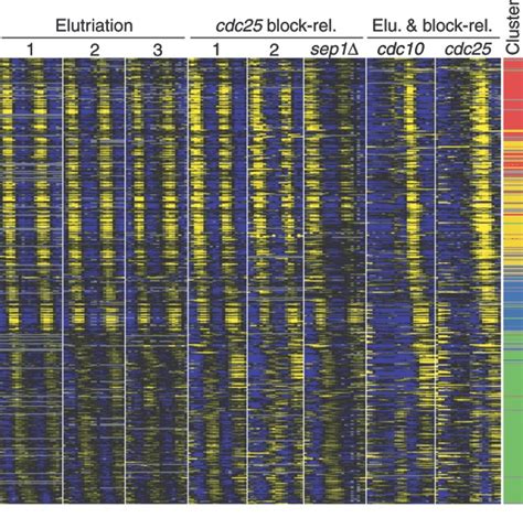 Phaseogram Of All Periodically Expressed Genes Identified In This Download Scientific Diagram