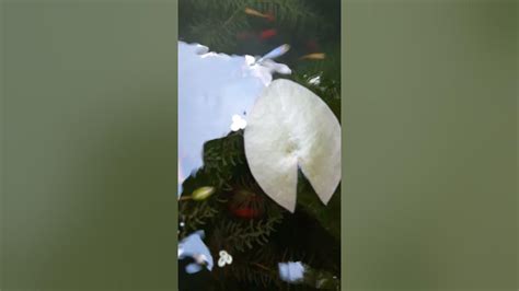 හයිඩ්‍රිල්ලා මල් 🌸🌸🌸🌸 Rss Nature Youtube