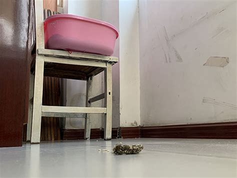 Odsr Ihs Object Detection Model By Agv