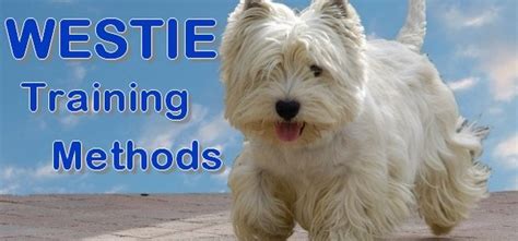 A Quick Guide To Training Methods For Westies I Love Westies