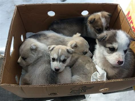 Владимир Путин подписал закон о штрафах до 200 000 рублей за нарушения норм обращения с