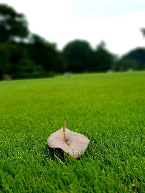 1 무료 잎배경 And 정원 이미지 Pixabay
