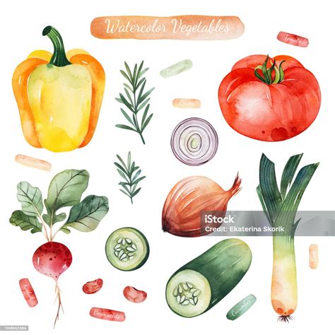 수채화 손 흰색 배경에 고립 된 야채를 그린 토마토 양파 오이 노란 후추 무 로즈마리가 있는 컬러풀 한 세트 채식주의자를 위한 컬렉션 디자인 조리법 초대장에 적합 노랑