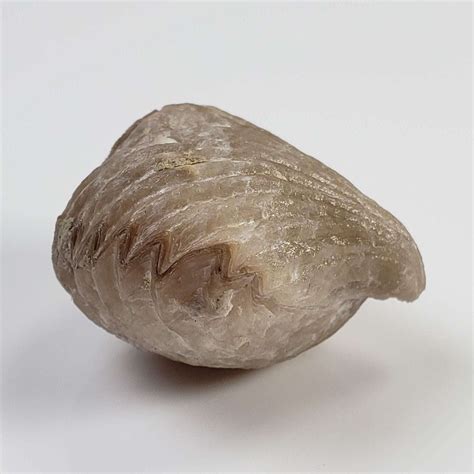 Brachiopod Rynchonella Fossil Natural Fossilized Jurassic Wapien