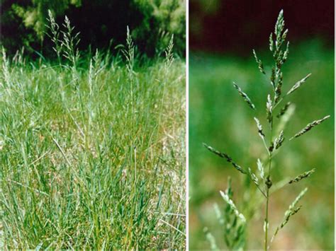 Grass Lab Flashcards Quizlet