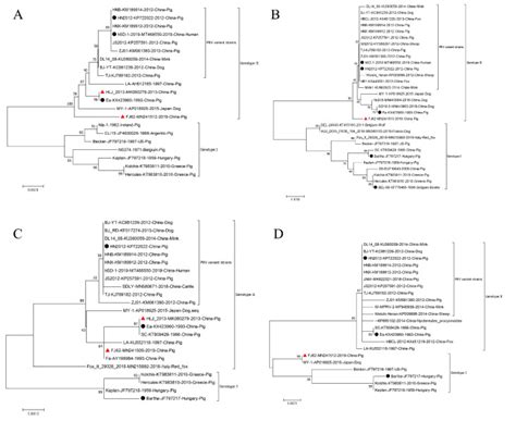 Pseudorabies Virus From Pathogenesis To Prevention Strategies Pmc