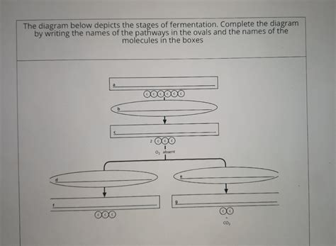 Diagram Stages Of Fermentation R Biology