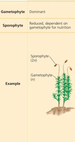 Biology Ii Exam 2 Flashcards Quizlet