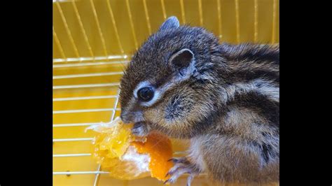 다람쥐 입양 12일차 제주 오렌지 Youtube