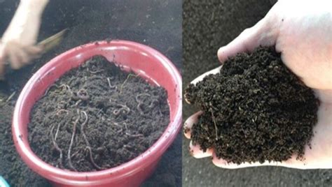 How To Make Vermicompost At Home Eco Friendly Gardening