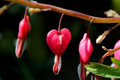 Bleeding Heart Flower Flowers Free Photo On Pixabay
