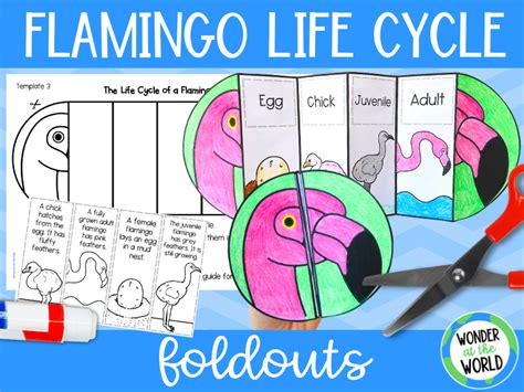 Life Cycle Of A Flamingo Foldable Sequencing Activity Teaching Resources