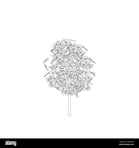Tree Line Drawing Side View Graphics Trees Elements Single Object