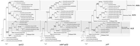 three maximum likelihood topological trees based on rpoc2 ndhf rpl32