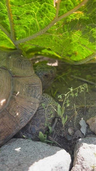 لاکپشت مهمیزدار زیر سایه برگ ریواس Youtube