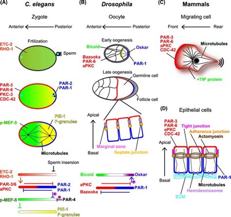 Anterior Posterior And Apical Basal Polarity In Various Cells A The Download Scientific