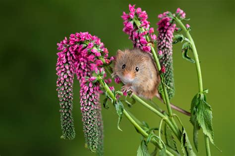 중립 녹색 자연 배경과 붉은 꽃 단풍에 사랑스러운 귀여운 수확 마우스 Micromys Minutus 갈고리 발톱에 대한 스톡 사진 및 기타 이미지 Istock