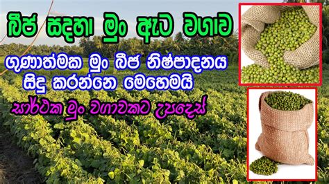 බීජ සදහා මුංඇට නිෂ්පාදනය Mun Wagawa Sinhala Munata Wagawa මුං වගාවට අත්වැලක් Mun Wagawa