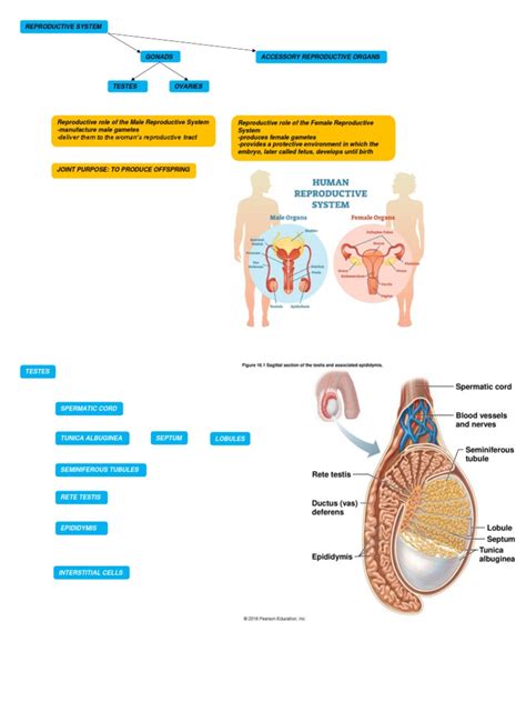 Reproductive System Concept Map Pdf Uterus Reproductive System
