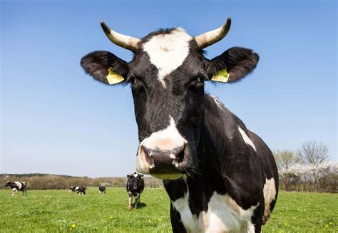 Download Majestic Cow Grazing In A Pasture Picture