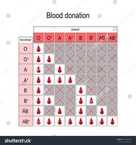 Blood Donation Chart Recipient Donor Types Stock Vector Royalty Free